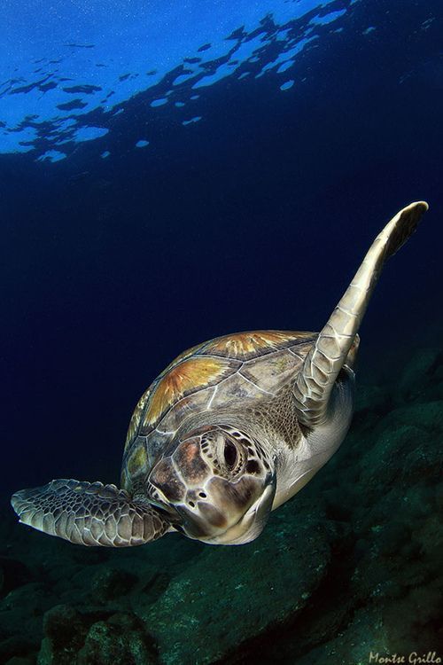 Turtle - EagleChildEagleChild